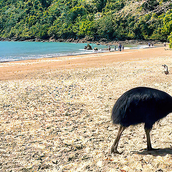 Cairns' Best Places To See Cassowaries - Where to Go?
