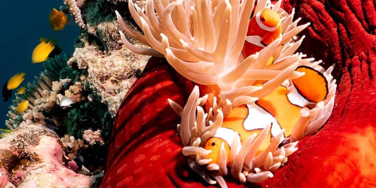 Cairns Snorkeling - Reefs & Islands, The Ultimate Guide.